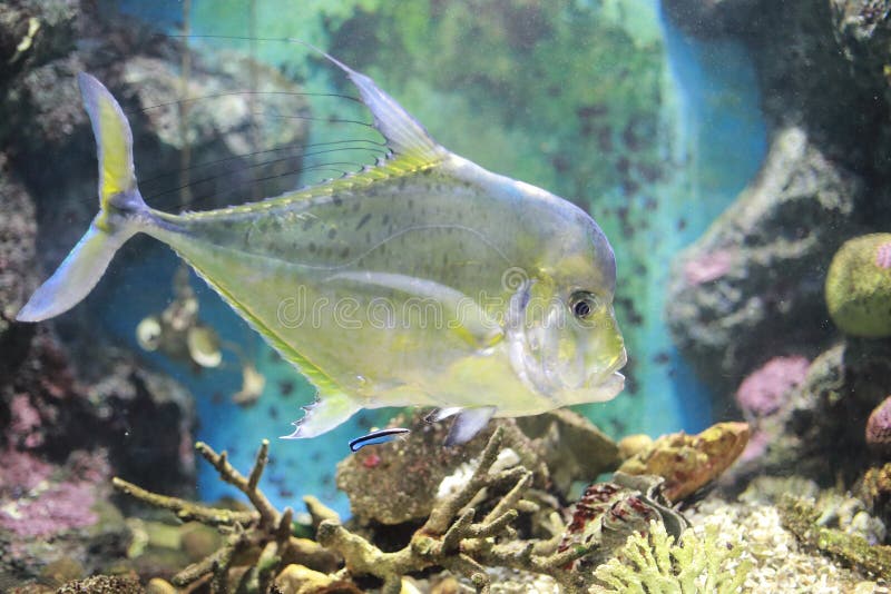 Diamond Trevally stock photo. Image of aquarium, fish - 62604594
