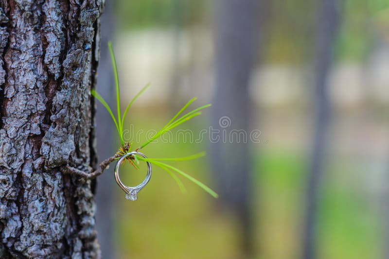 Diamond Wedding Ring on Tree Branch for Wedding Co Stock Photo - Image ...