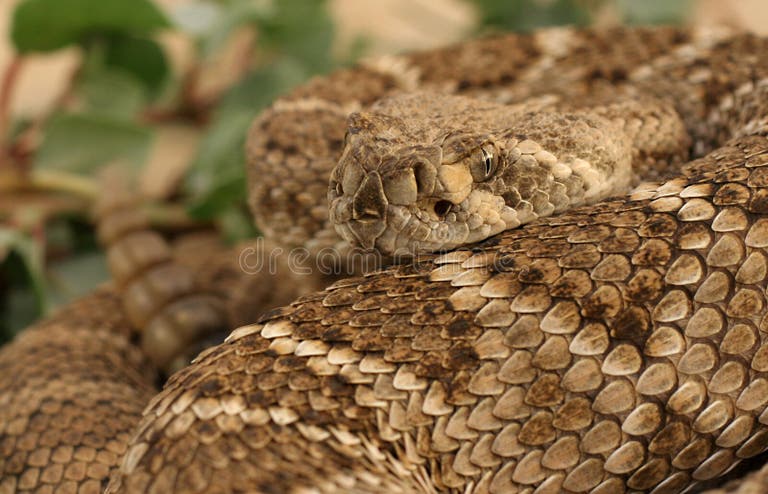 258 Arizona Diamondback Rattlesnake Stock Photos - Free & Royalty-Free ...