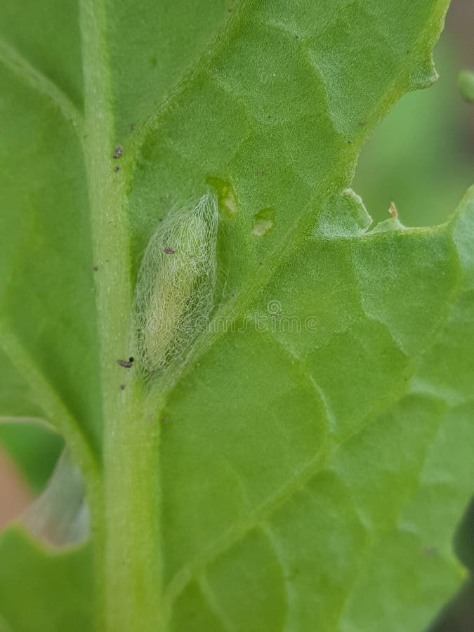 Pupa of Diamondback Moth Eating Cabbage in Viet Nam. Stock Image ...