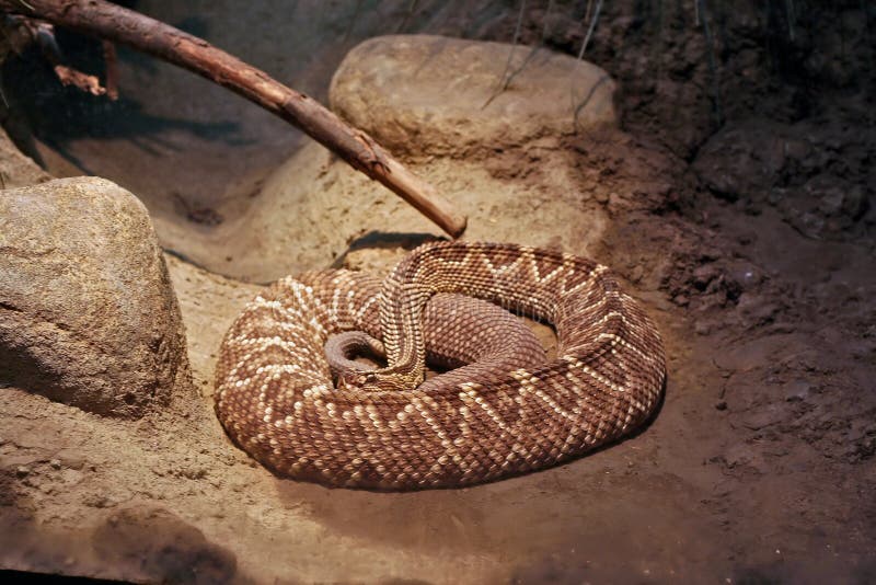 244 Diamondback Rattlesnake Venomous Pit Viper Snake Stock Photos ...