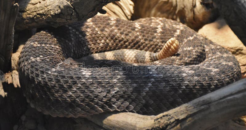 Diamondback Rattlesnake (Crotalus Atrox) Stock Image - Image of ...