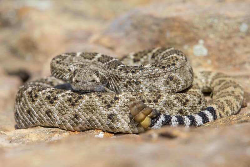 Rattlesnake Strike Pose