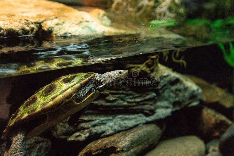 Diamondback Terrapin Malaclemys Terrapin Turtle Stock Photo - Image of ...