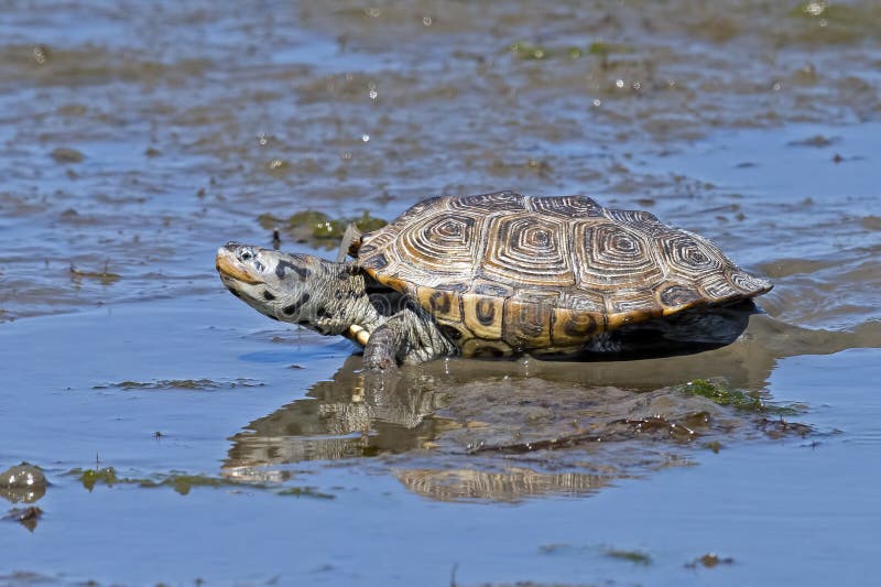 Diamondback Terrapin stock image. Image of road, dirt - 19748101