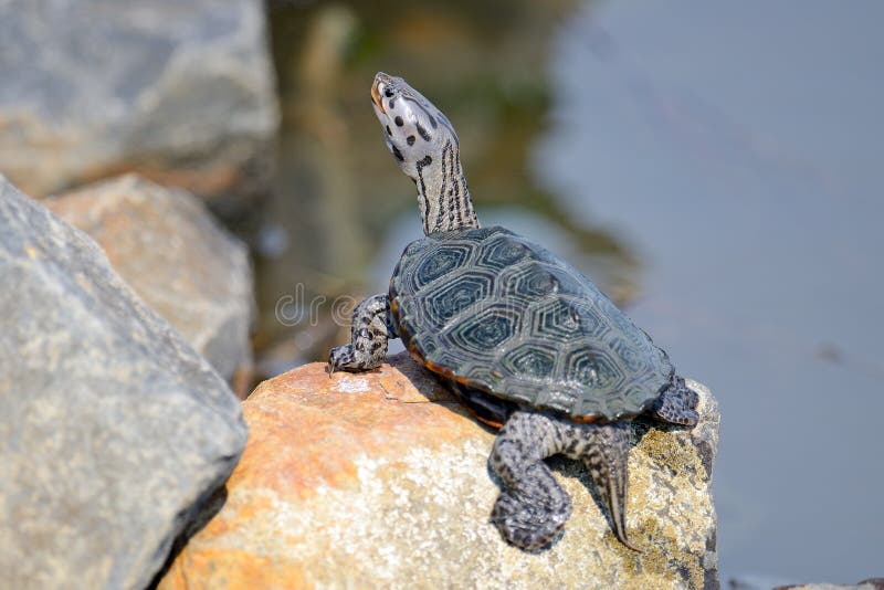 Diamondback Terrapin s stock photo. Image of salt, turtle - 21290914