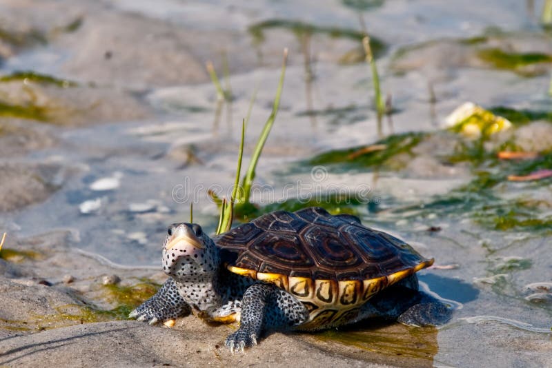 Diamondback Terrapin stock photo. Image of ecology, east - 37423462