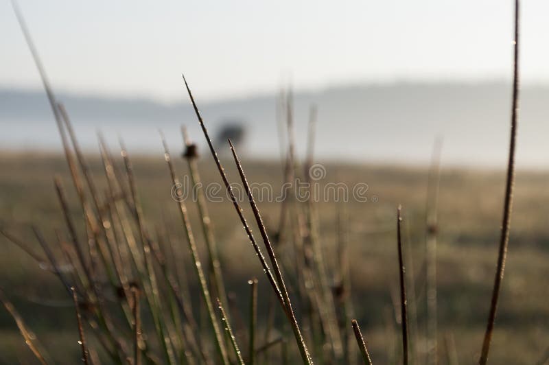 Diamonds of Morning Forest. Dew on the Yellow Grass in the Meadow Stock ...