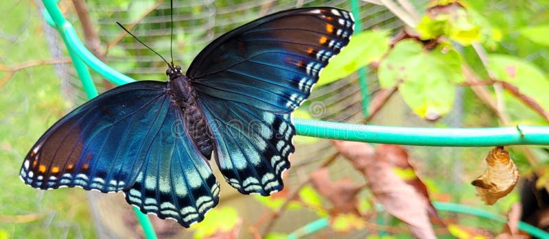 Diana Fritillary State Butterfly Arkansas Stock Photos - Free & Royalty ...