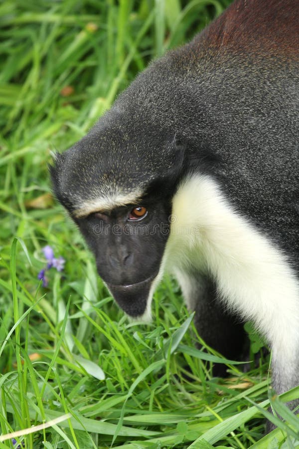 Diana Monkey stock image. Image of grass, primates, prosimians - 5221103