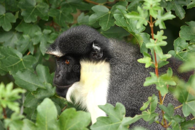 Dingo lying on ground stock photo. Image of australia - 14687448