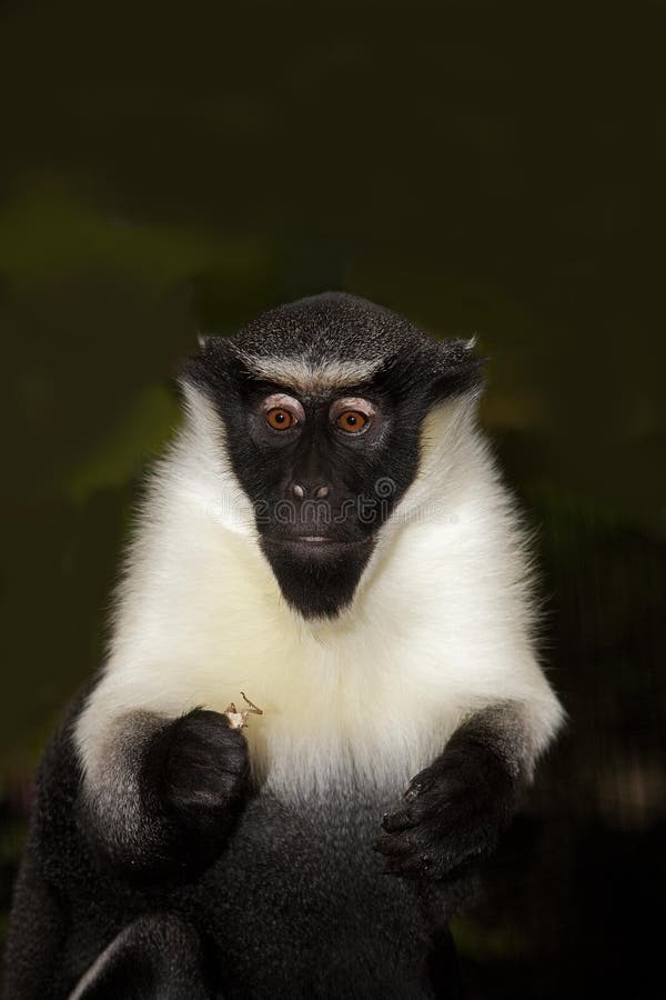 DIANA MONKEY Cercopithecus Diana Stock Image - Image of view, mammal ...
