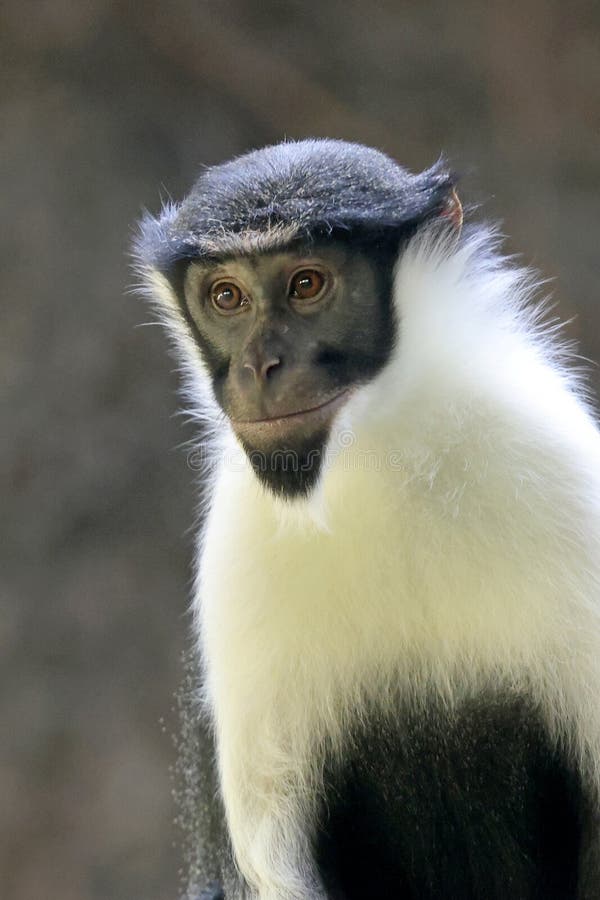 The Diana monkey stock image. Image of mammal, portrait - 216450837