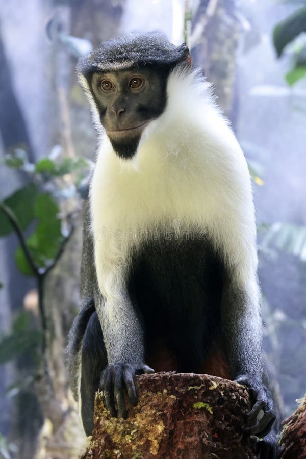 The Diana Monkey (Cercopithecus Diana) Stock Photo - Image of cute ...