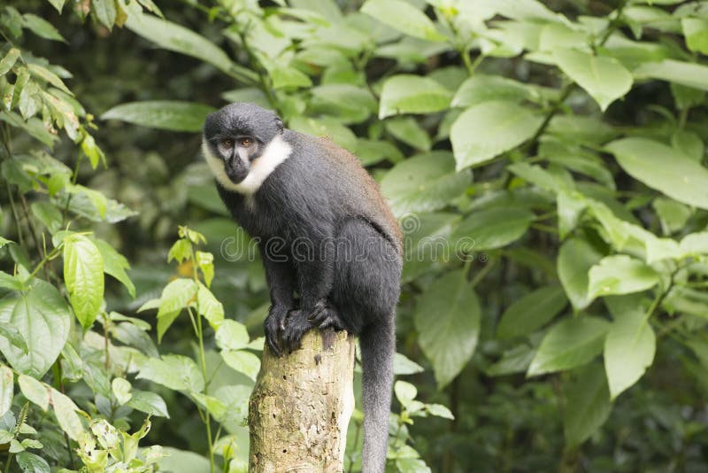 Diana Monkey - Cercopithecus Diana - Uganda, Africa Stock Image - Image ...
