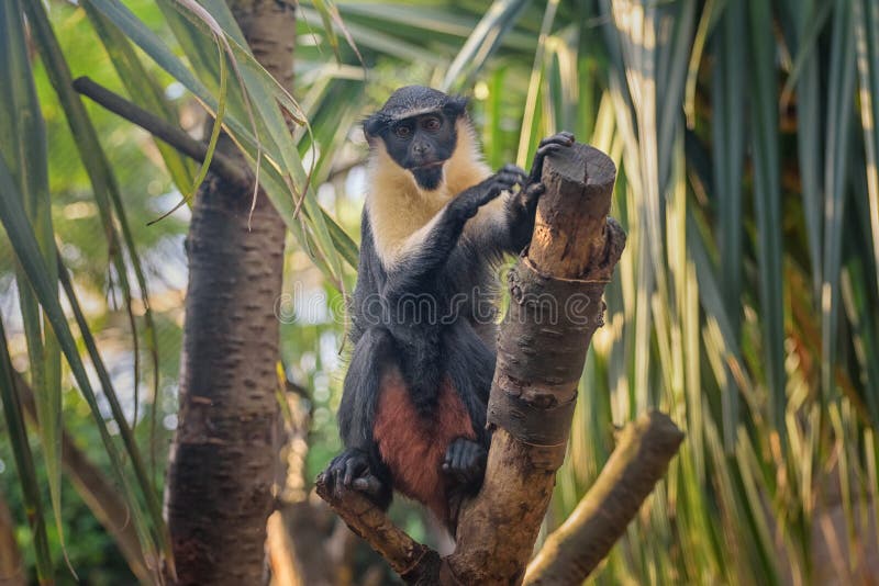 Diana Monkey, Cercopithecus Diana, a Dark Grey Old World Monkey with ...