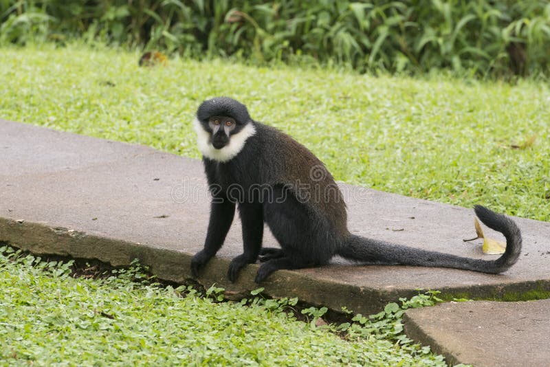 Diana Monkey stock photo. Image of beard, look, nature - 36728290