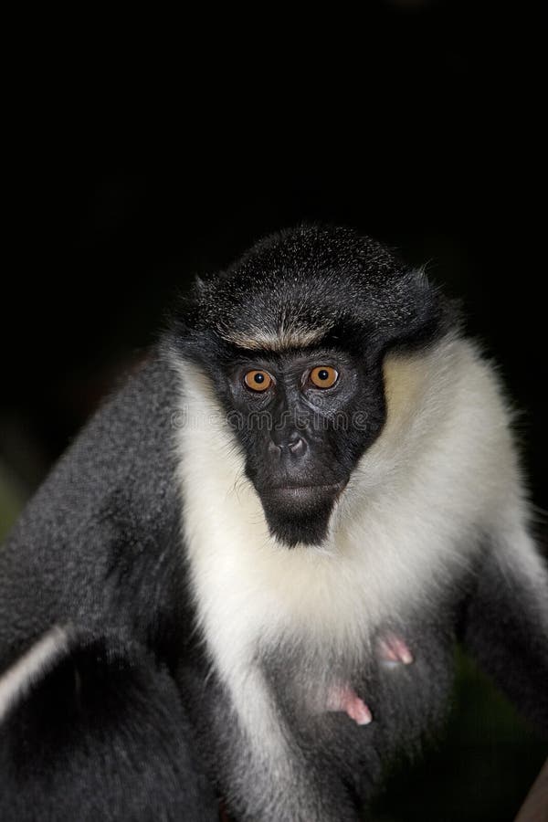 DIANA MONKEY Cercopithecus Diana, FEMALE Stock Photo - Image of three ...