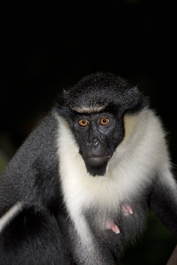 CERCOPITHEQUE DIANE Cercopithecus Diana Stock Image - Image of ...