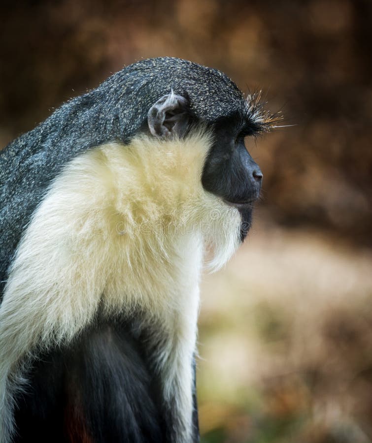 The Diana monkey stock photo. Image of sphinx, africa - 99151964