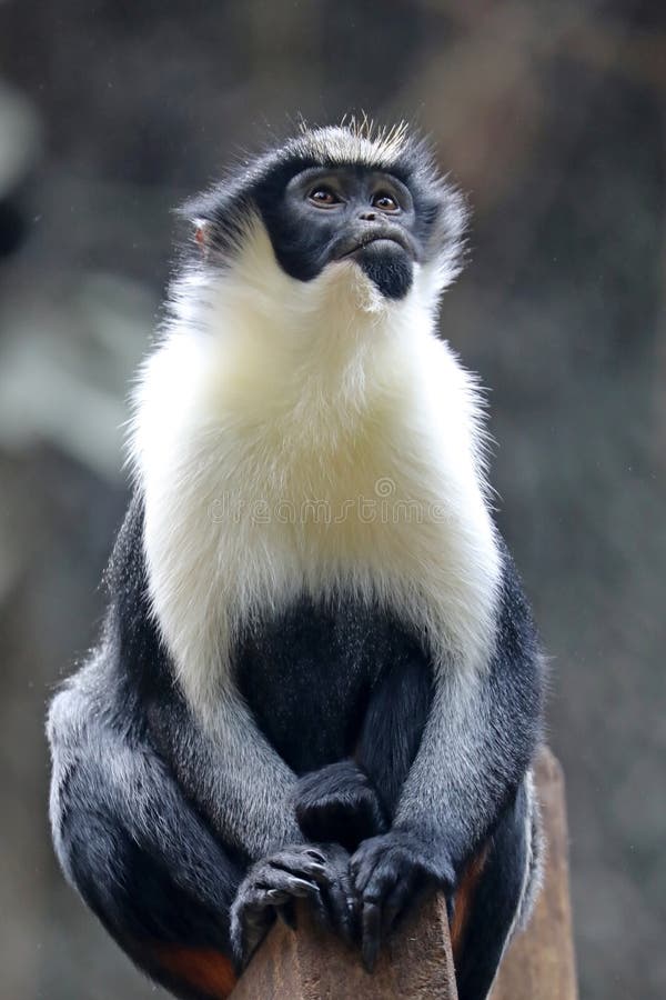 Diana Monkey, Cercopithecus Diana, Scream, Crescent-shaped Browband ...