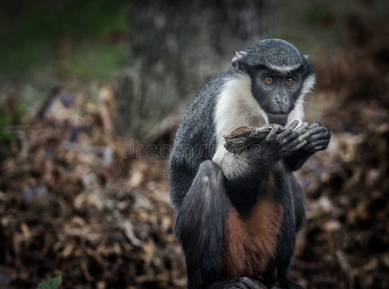 The Diana monkey stock photo. Image of baboon, monkey - 99692986