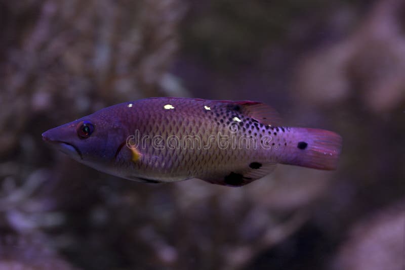 The Diana`s Hogfish Bodianus Diana. Stock Image - Image of tropical ...