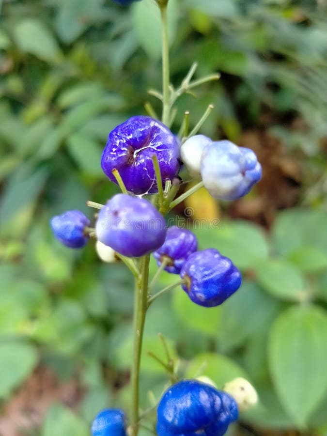 Dianella caerulea stock image. Image of flower, bokeh - 275371937