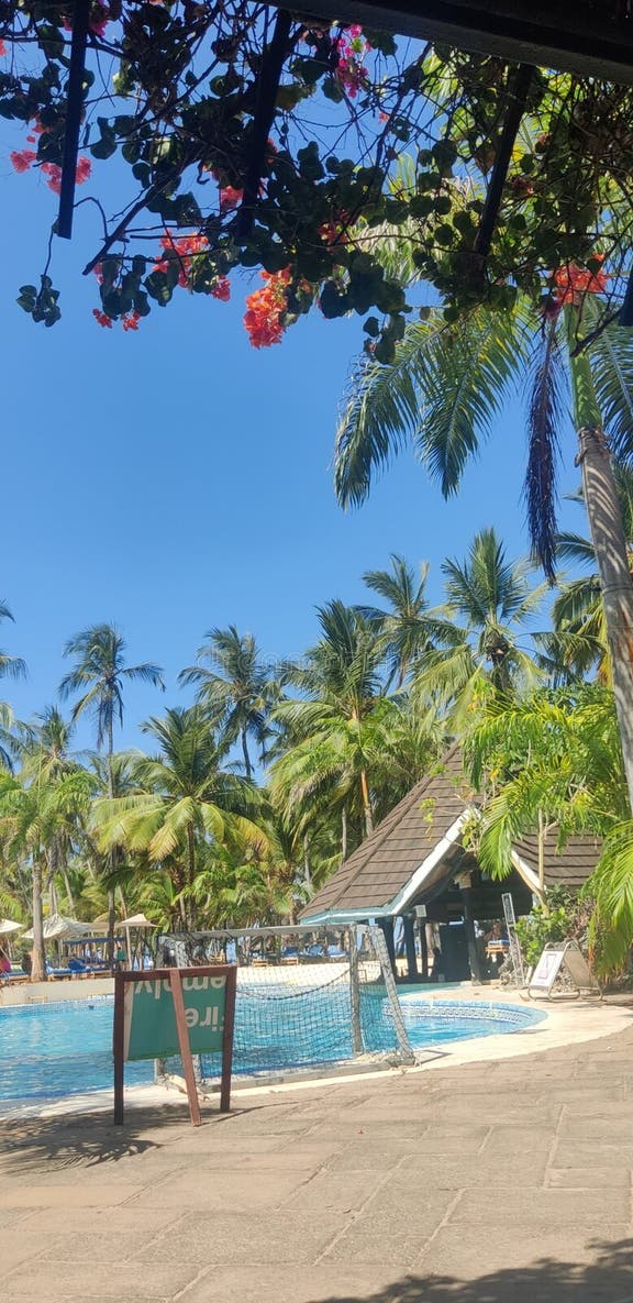 Diani coral reef resort stock image. Image of tree, reef - 274499755
