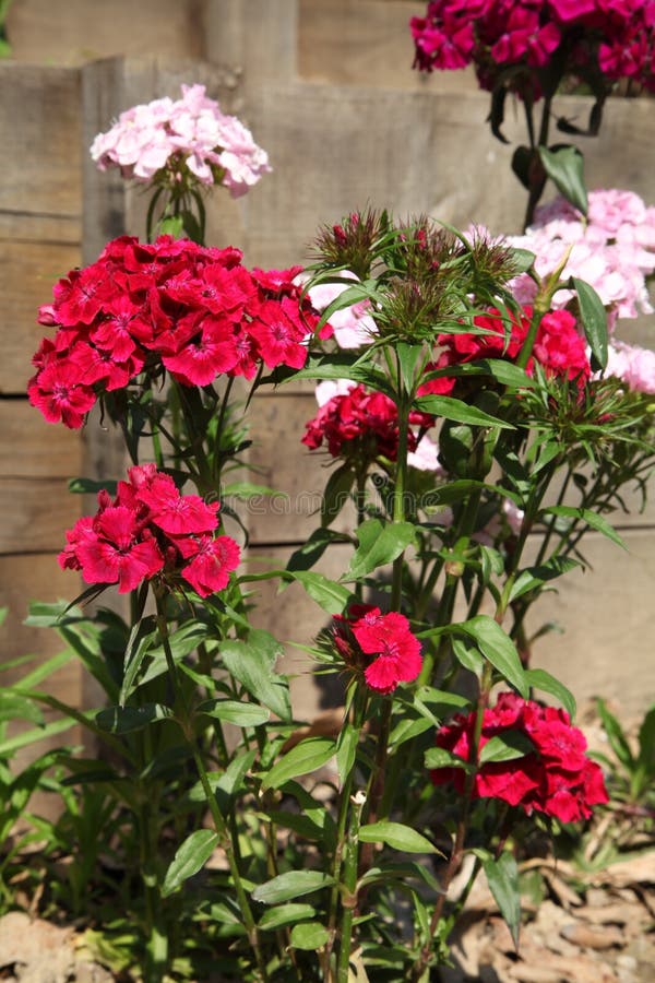 Dianthus Barbatus with Various Colors in a Flowerbed Stock Photo ...