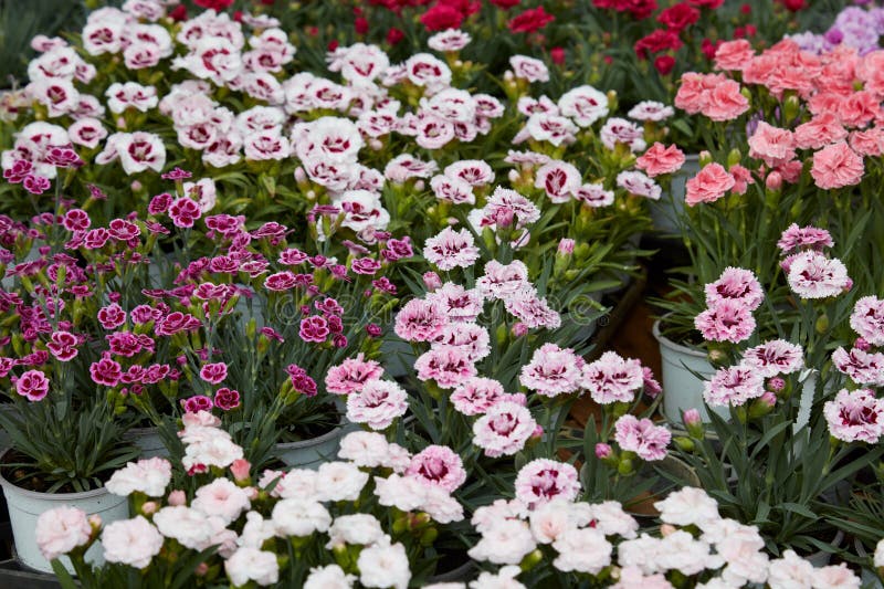 Dianthus, Carnation Plants with Flowers in Various Colors in Vases ...