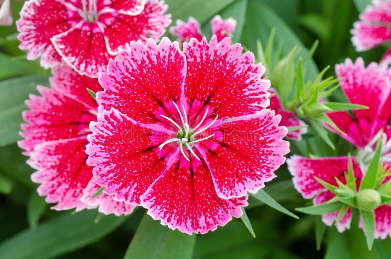 Dianthus Chinensis (China Pink) Stock Image - Image of barbatus ...