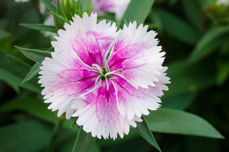 Dianthus Chinensis (China Pink) Stock Image - Image of carnations ...