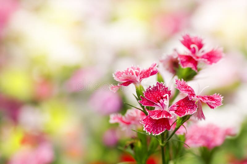 Pink Geranium Cascade Flowers Stock Photo - Image of detail ...