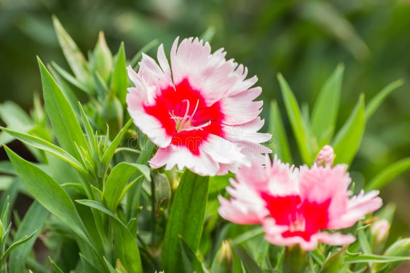 Dianthus Chinensis Flowers stock image. Image of pretty - 92332157