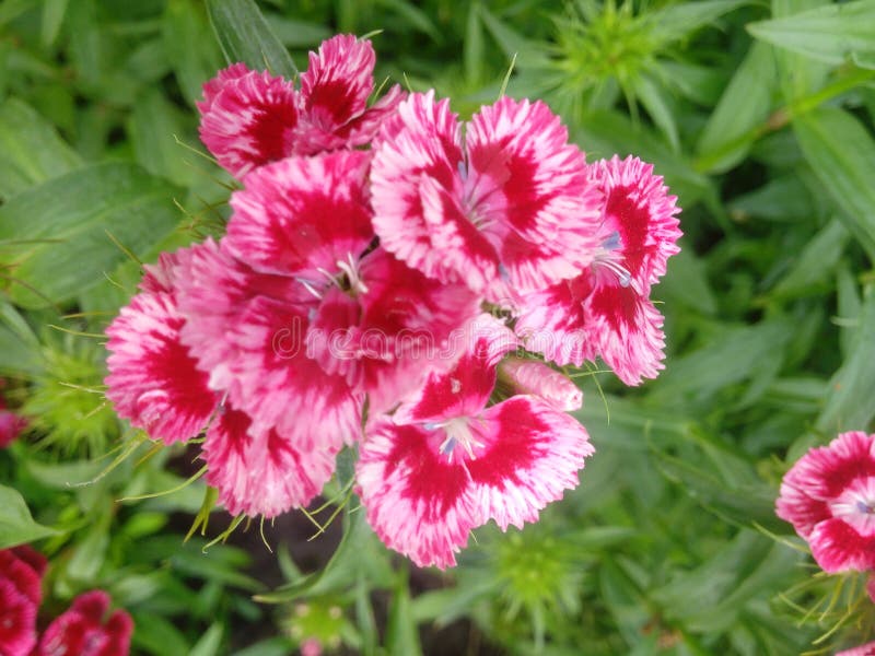 Dianthus Deltoides Maiden Pink and White Flowers Stock Image - Image of ...