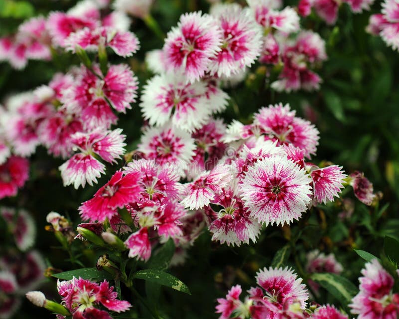 Dianthus Flower (Dianthus Chinensis) in Garden Stock Image - Image of ...