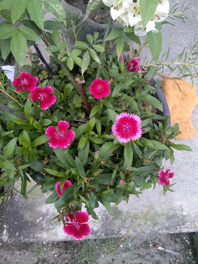 Dianthus Flower in the Garden Stock Image - Image of beauty, dianthus ...
