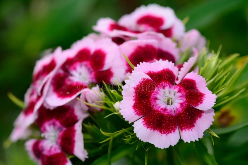 Dianthus flowers stock image. Image of pink, dianthus - 91021687