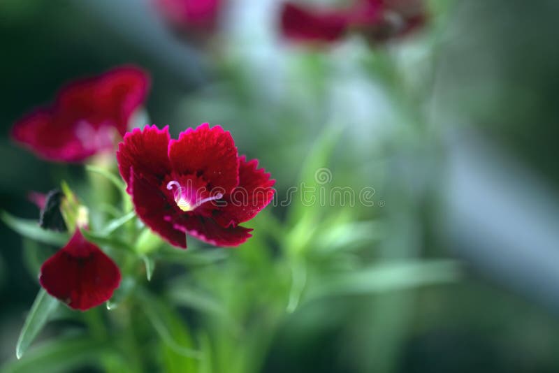 Dianthus flowers stock photo. Image of horticulture - 236094546