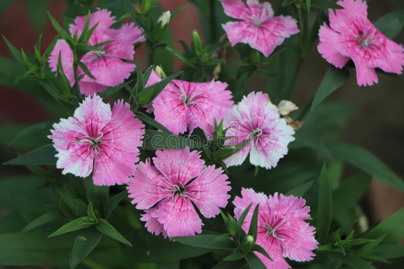 Dianthus Gratianopolitanus or Cheddar Pink Flowers Stock Photo - Image ...