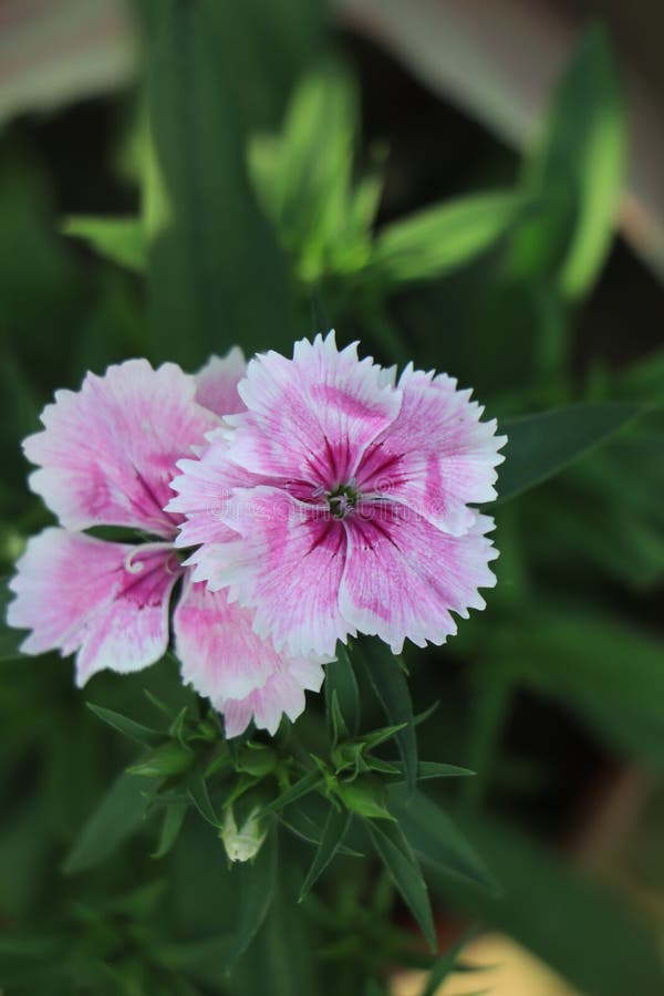 Dianthus Gratianopolitanus or Cheddar Pink Flowers Stock Image - Image ...