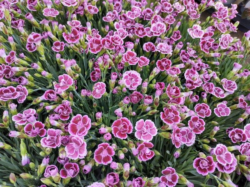 Dianthus Pink Kisses stock photo. Image of garden, kisses - 360399008