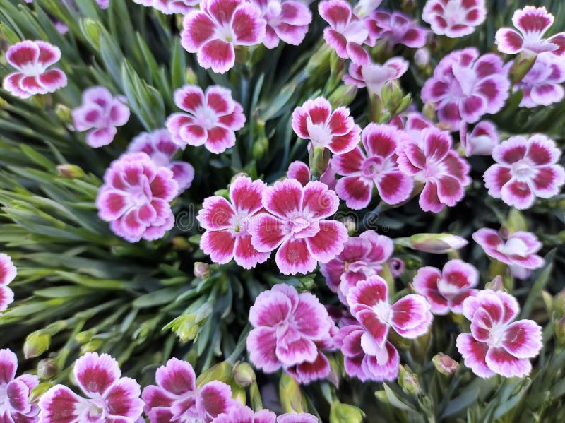 Dianthus `Pink Kisses` stock photo. Image of closeup - 218311560