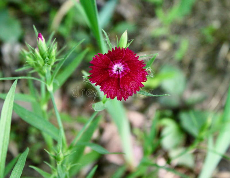 Dianthus - Pink, Sweet William, Carnation Just Beginning To Bloom May ...