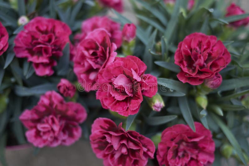 Dianthus red flowers stock image. Image of delicious - 116471351
