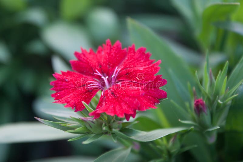 Dianthus stock photo. Image of leaf, nature, fresh, dream - 38742470