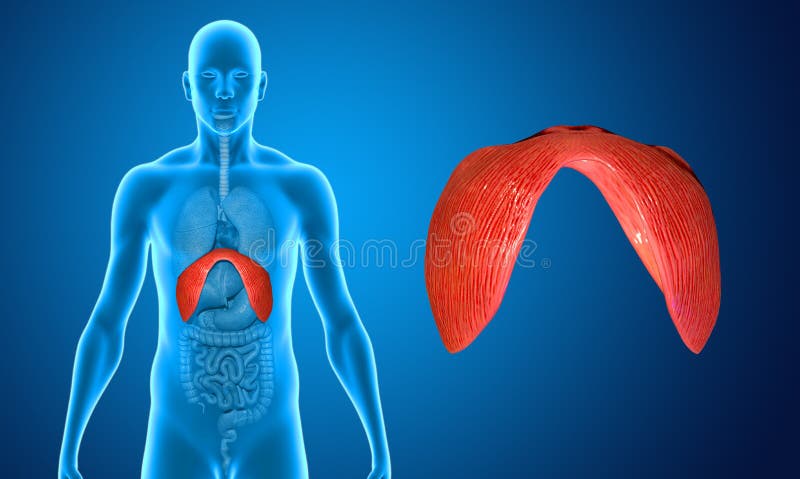 The human diaphragm stock illustration. Illustration of medical - 34164645