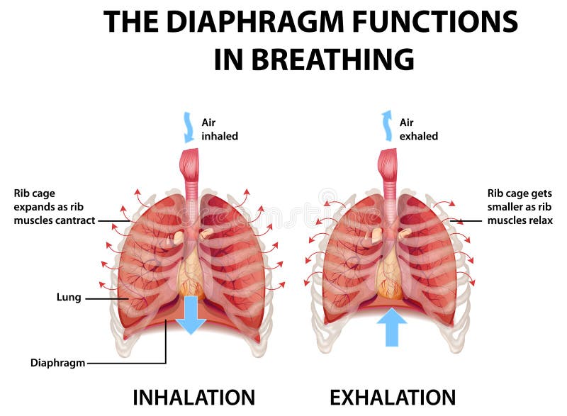 The Diaphragm Functions in Breathing Stock Vector - Illustration of ...