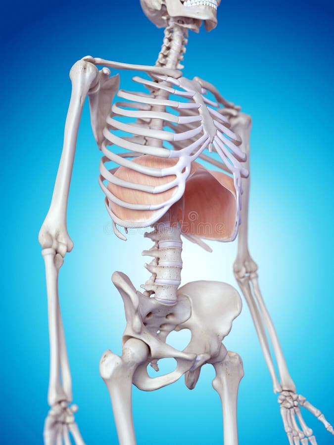 The diaphragm stock illustration. Illustration of rendering - 57248801